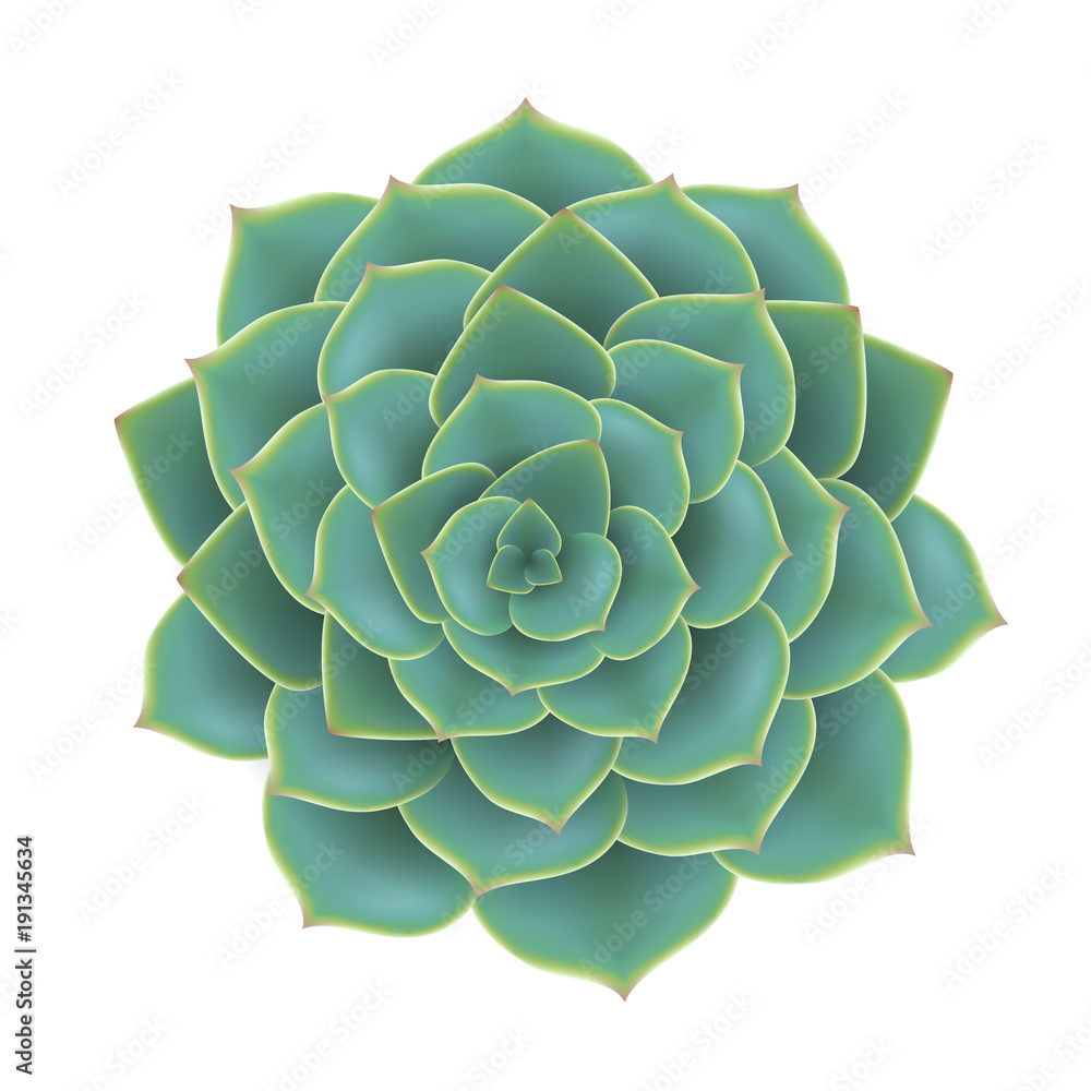 Green succulent plant from top view. Realistic vector illustration ...