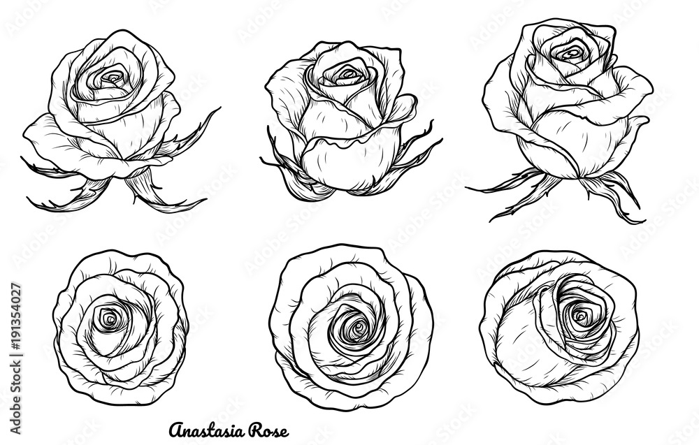 Rose vector set by hand drawing.Beautiful flower on white background ...