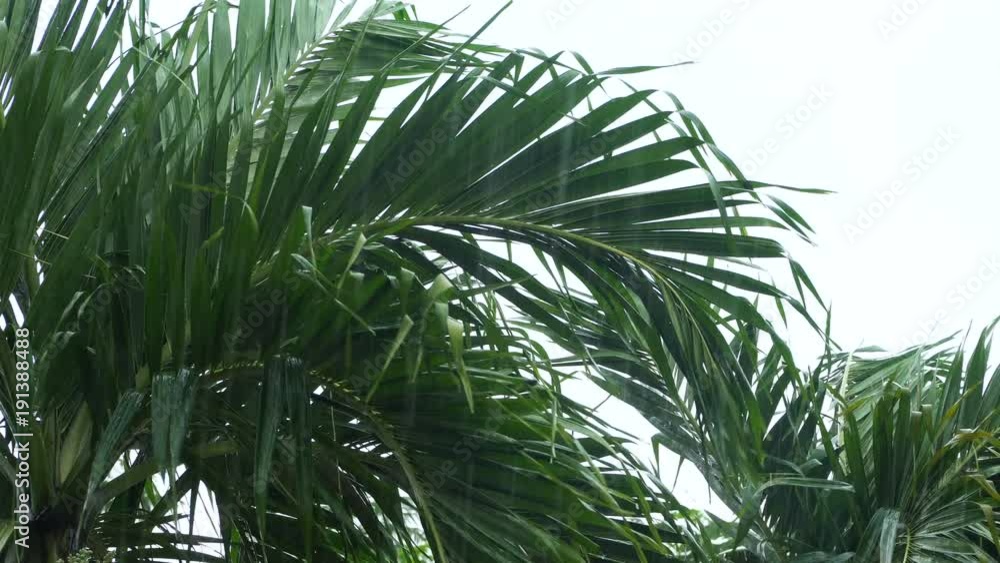 Tropical wind and rain drops falling on the green palm tree leaves ...