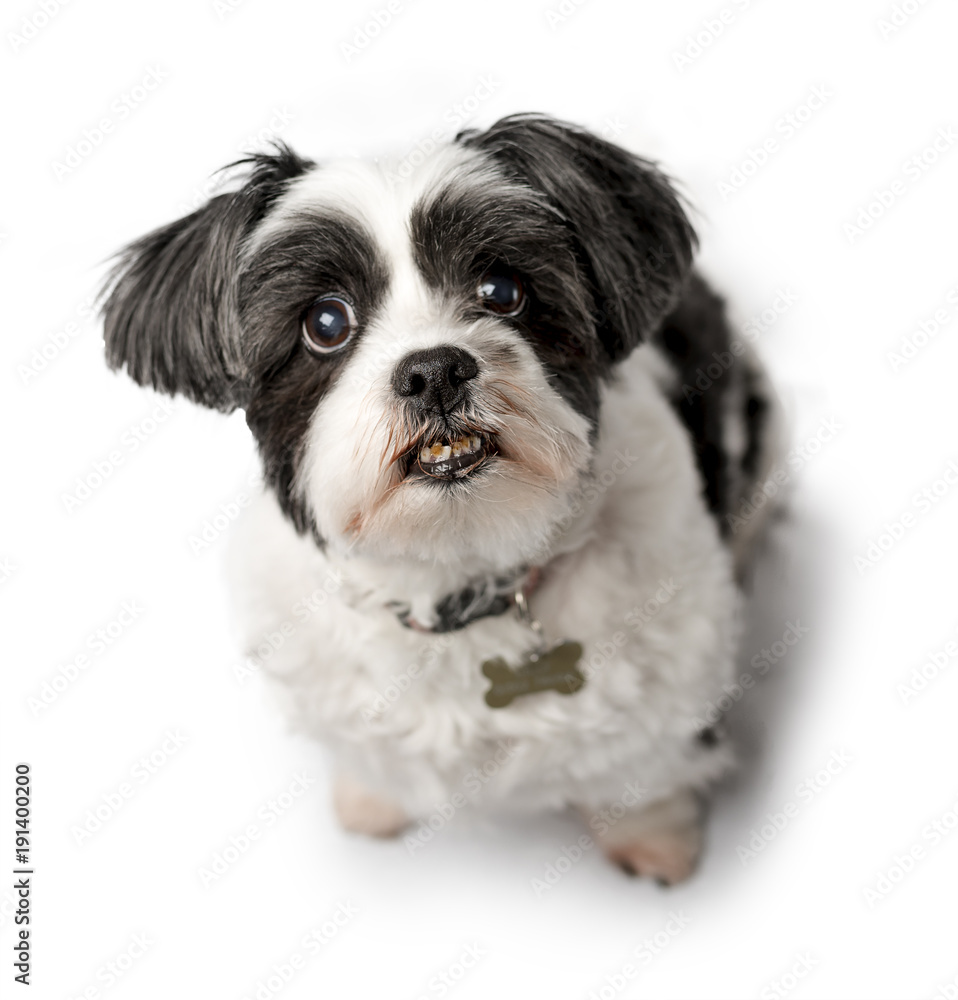Cute, adorable and cuddly black or grey and white Lhasa Apso dog ...