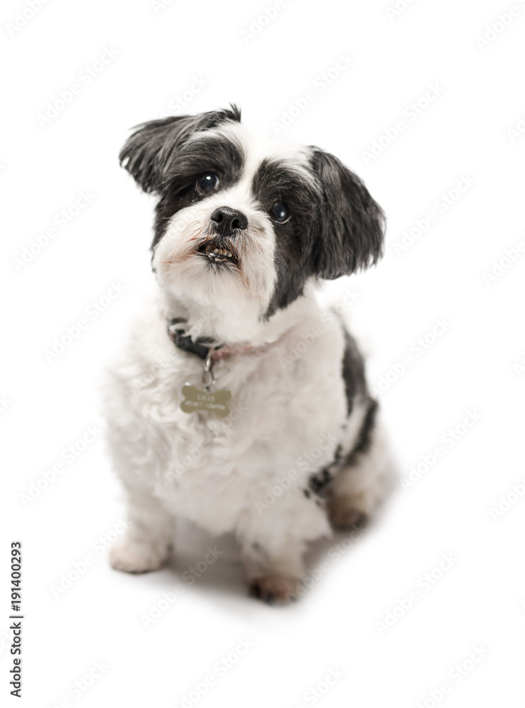 Do Lhasa Apsos Like To Cuddle