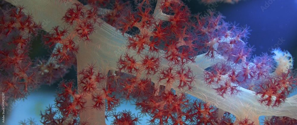 Detail of a soft coral (Dendronephthya) with its polyps, lit with a ...