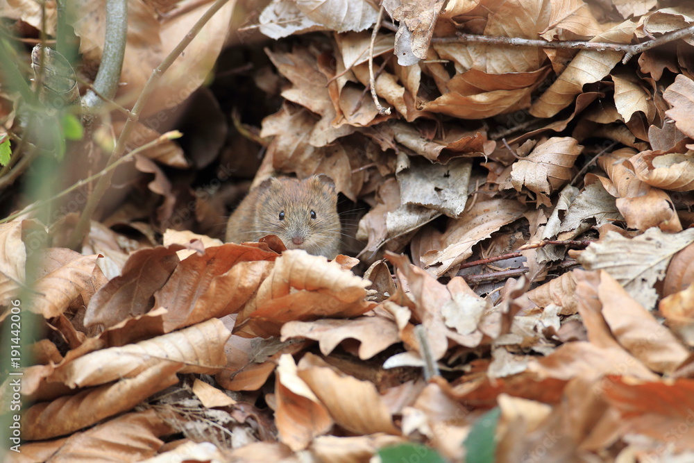 bank vole (Myodes glareolus; formerly Clethrionomys glareolus) Germany ...