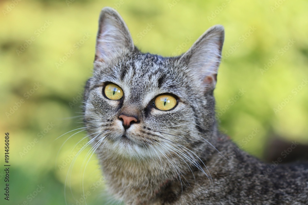 Close up tiger cat (tabby) with green background, Portrait of tabby cat ...