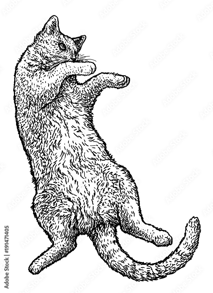 Cat laying on her back illustration, drawing, engraving, ink, line art ...