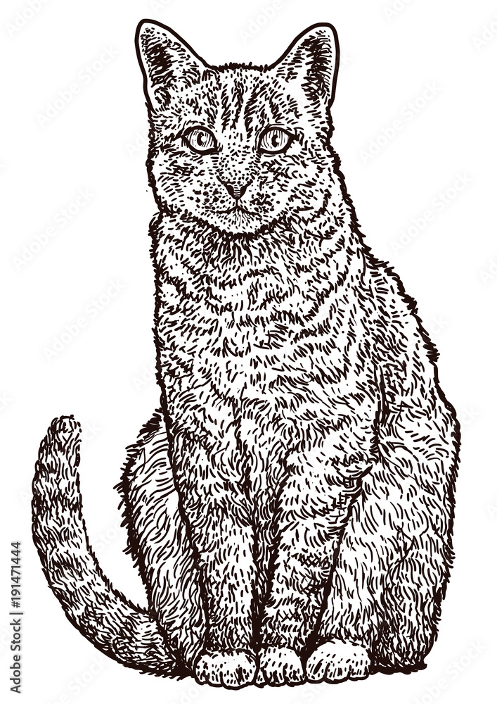Sitting cat illustration, drawing, engraving, ink, line art, vector ...