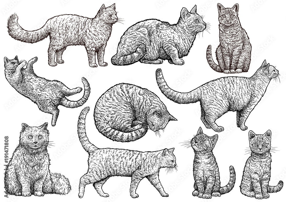 Cat collection illustration, drawing, engraving, ink, line art, vector ...