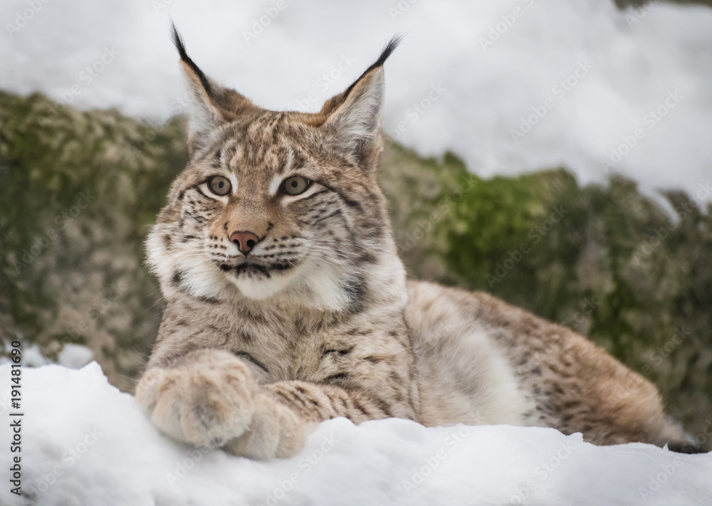 Canadian Lynx In Taiga