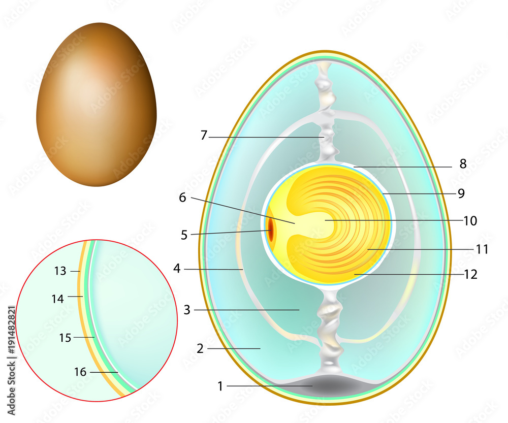 Chicken Egg Development