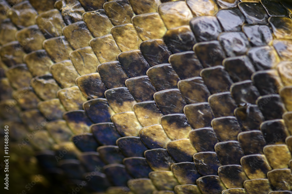 Madagascar Boa - Acrantophis madagascariensis, the largest snake of ...