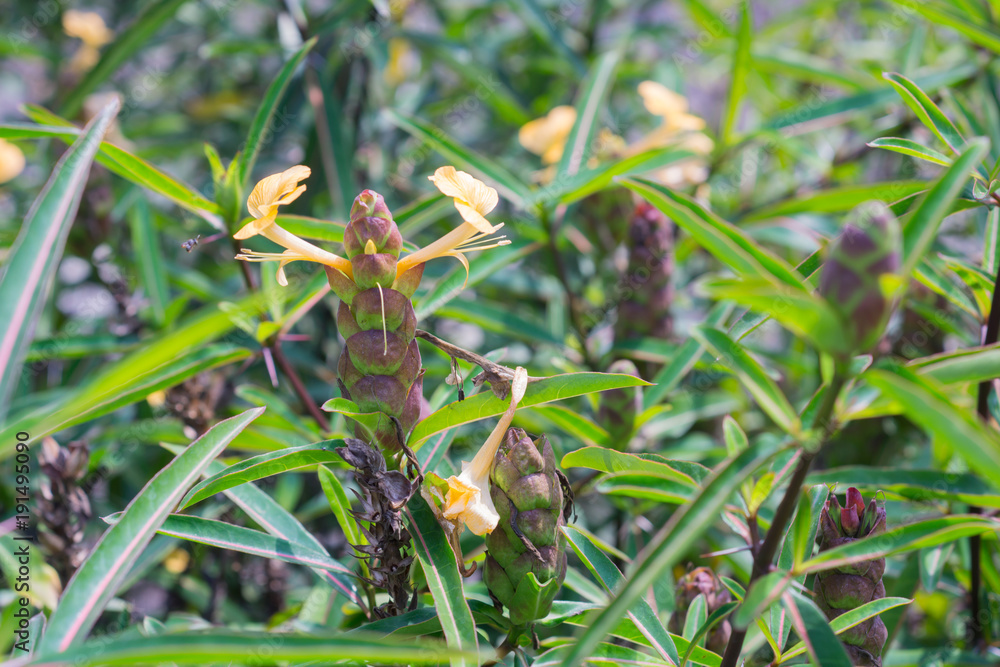 Barleria lupulina Lindl. Hop Headed Barleria. Stock Photo | Adobe Stock