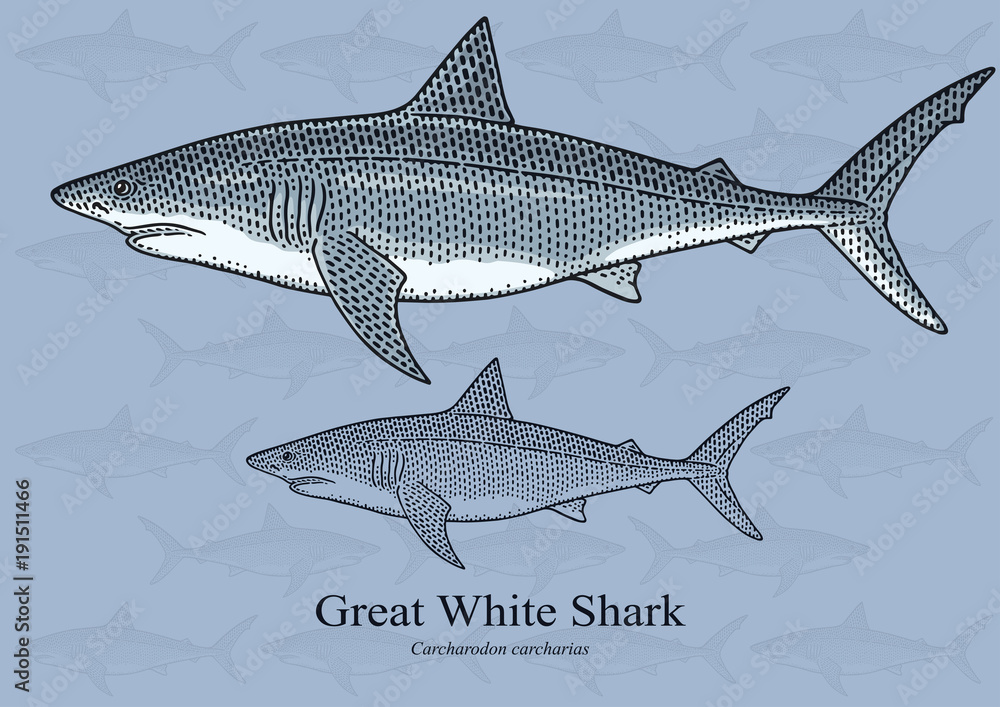 Great White Shark. Vector illustration with refined details and ...
