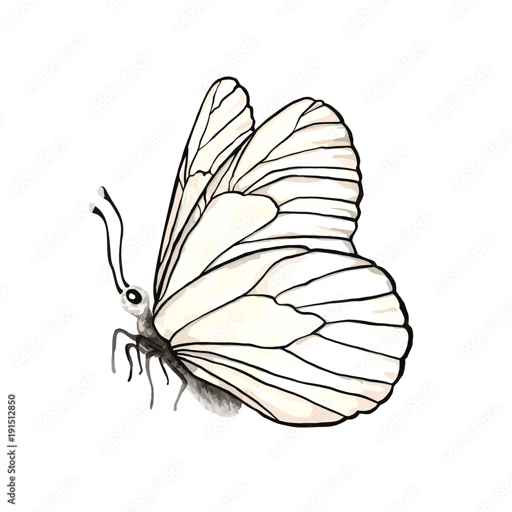 Realistic butterfly isolated on white background. Stock Vector | Adobe ...