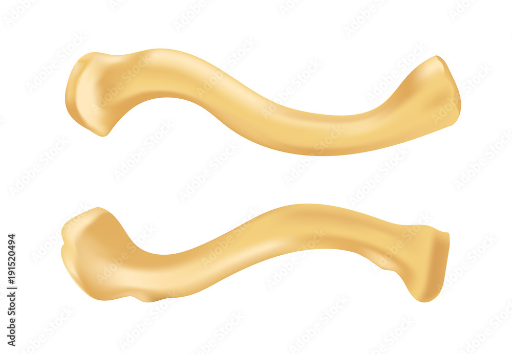 The clavicle or collarbone is a long bone. Stock Vector | Adobe Stock