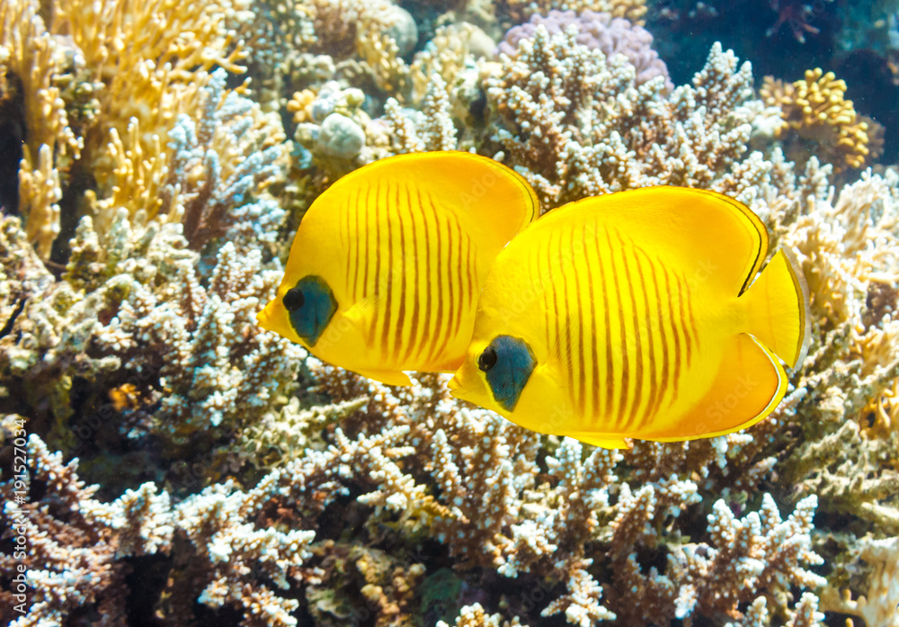Pair of Masked butterflyfish on a coral reef of the red sea. Stock ...