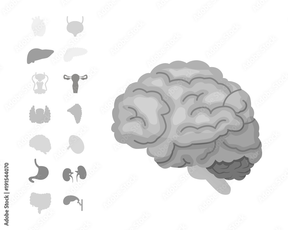 Cartoon human organs vector set . Anatomy of body. Reproductive system ...