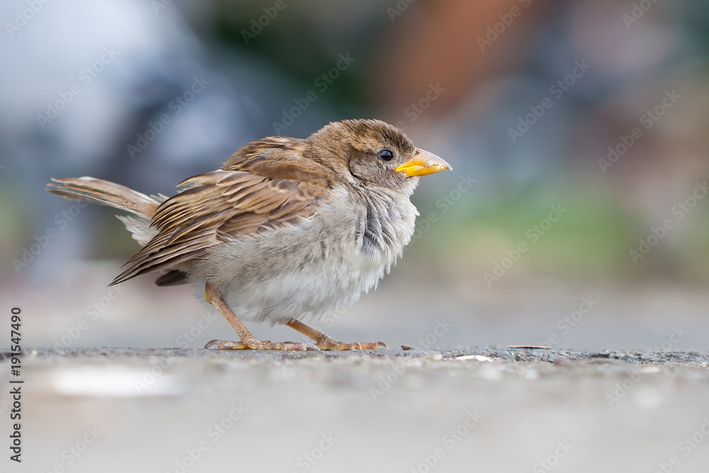 House sparrow female, Passeridae, Passer domesticus, is posing on a ...