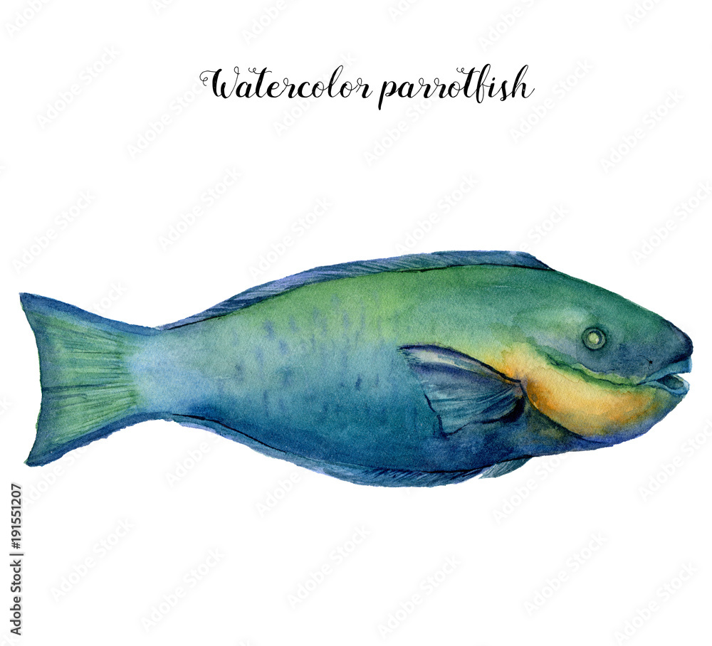 Watercolor parrotfish. Hand painted aquatic animal isolated on white ...