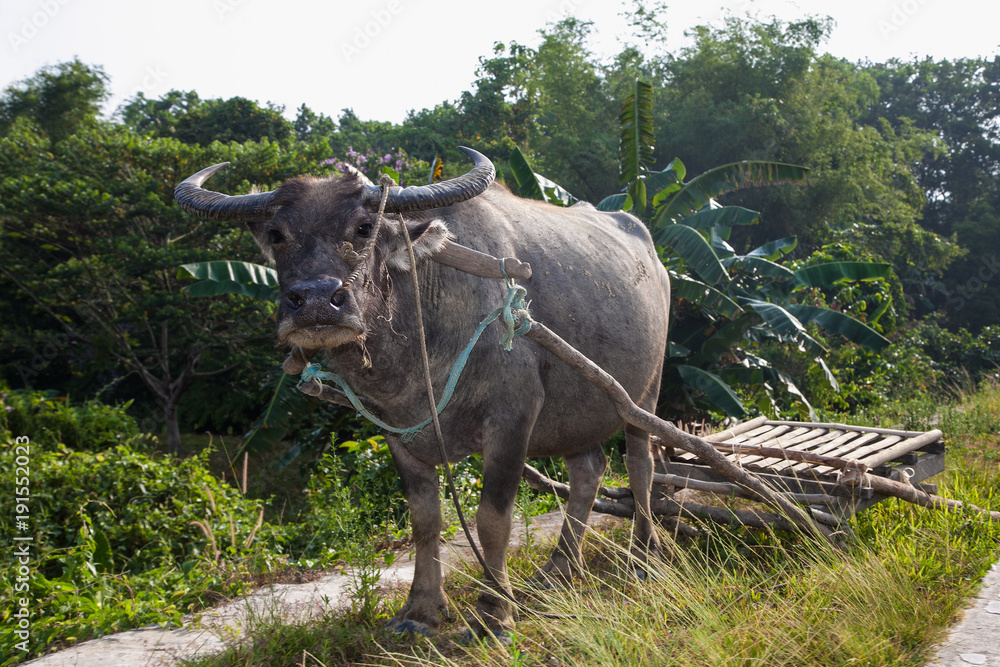 Carabao water buffalo used for pulling a cart Stock Photo | Adobe Stock