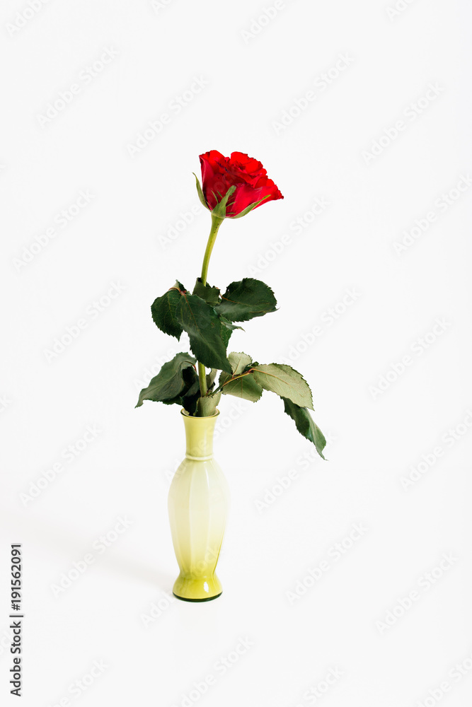 Single Red Rose Gift