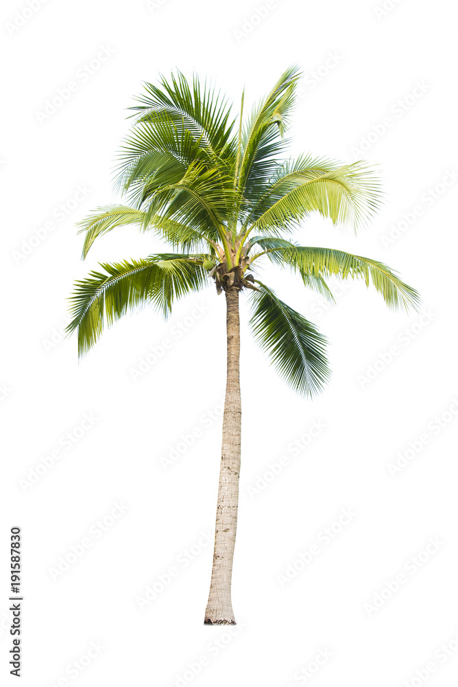 Coconut tree on white background Stock Photo | Adobe Stock