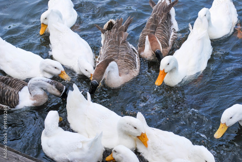 Many ducks floating in the water, feeding the ducks,duck dating the ...