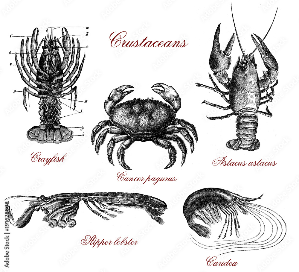 Vintage crustacean illustrated table with crayfish, lobster,crab and ...