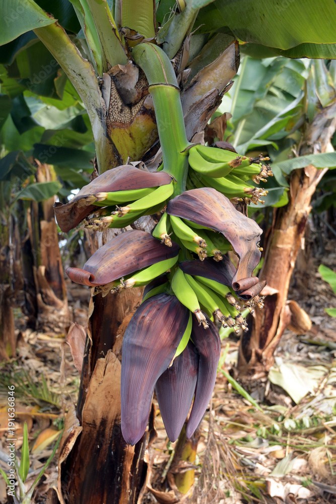 bananenblüte Stock-Foto | Adobe Stock