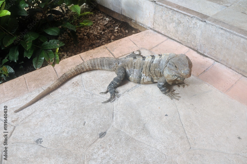 Poster Iguana. Solar bathtubs of tropical amphibious.. – Wall Art ...