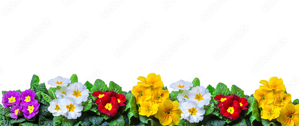 Primeln Ranke freisteller isoliert Stock Photo | Adobe Stock