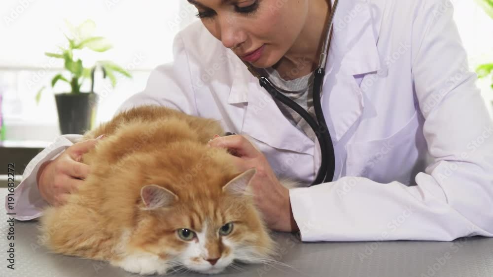 Professional female vet examining cute ginger cat with a stethoscope ...