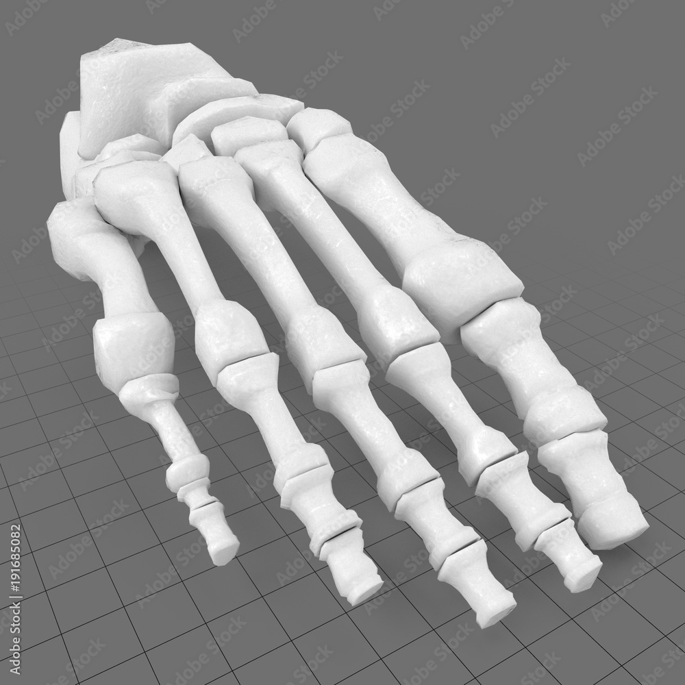 Stylized human foot bones Stock 3D asset | Adobe Stock