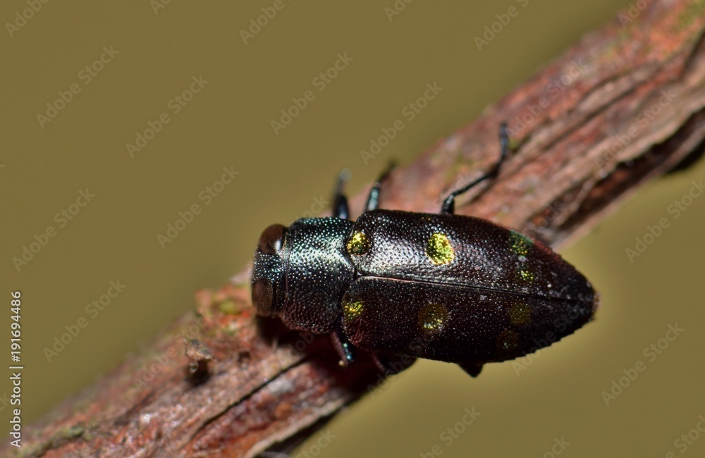 Top-view of a Jewel beetle on a dead twig. These small Jewel beetles ...