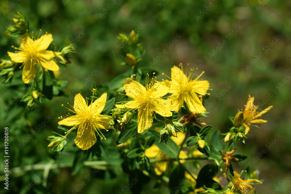 Yellow Flowers Of St John S Wort Hypericum Perforatum Blooming