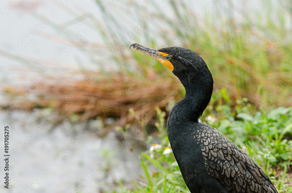 black and gray cormorant with iridescent green eye stares out to the ...