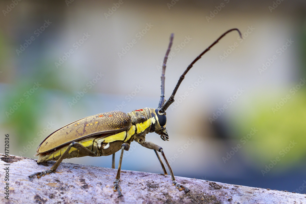 Image of Spotted Mango Borer(Batocera numitor) on a timber. Beetles ...