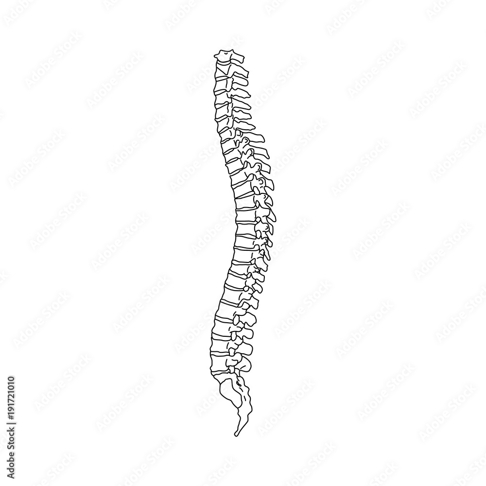 Vector illustration white spine diagnostic symbol, design, sign on ...