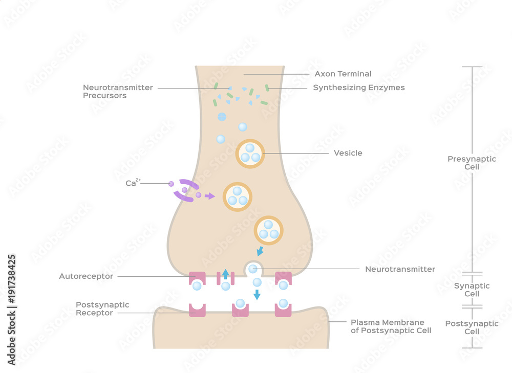 Synaptic transmission vector / bone anatomy concept Stock Vector ...