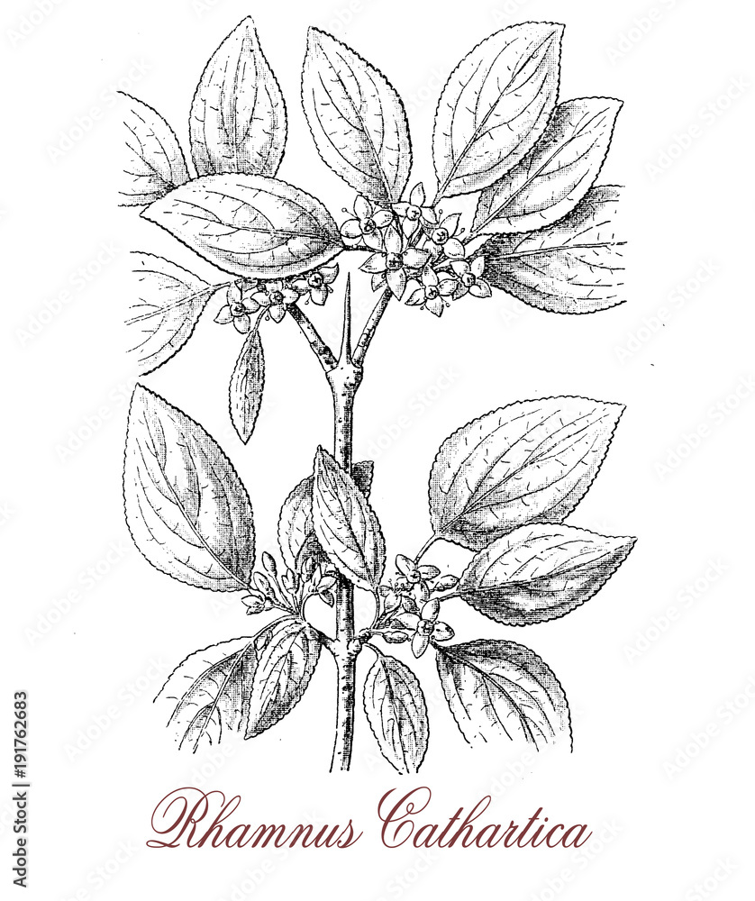 vintage engraving of common buckthorn or rhamnus cathartica, spiny ...