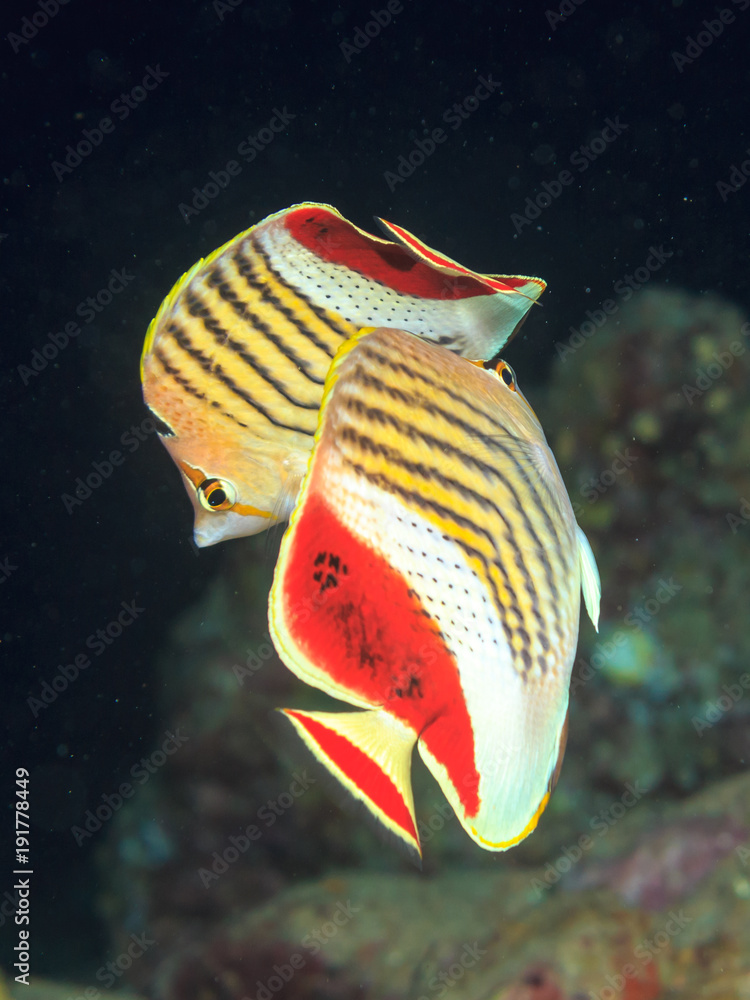 Crown batterflyfish. Fish of the red sea. Stock Photo | Adobe Stock