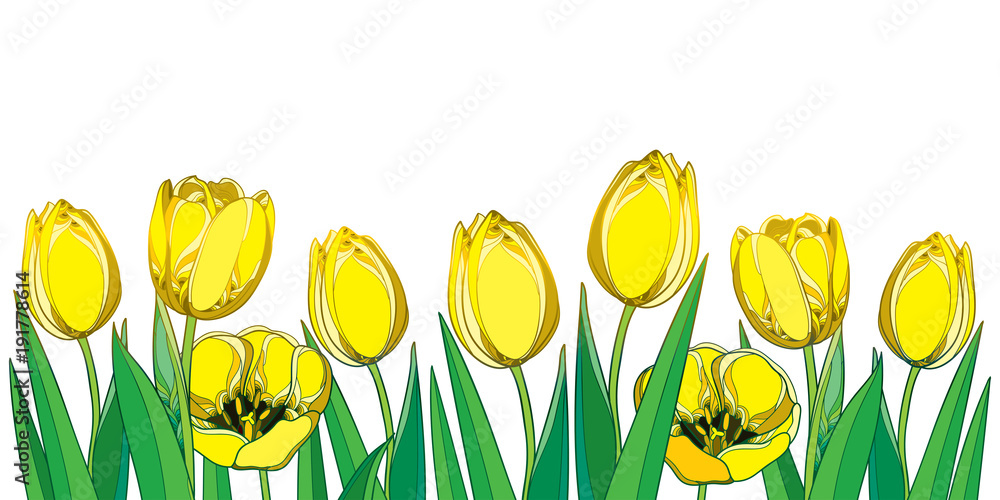 Tulip Border Clipart