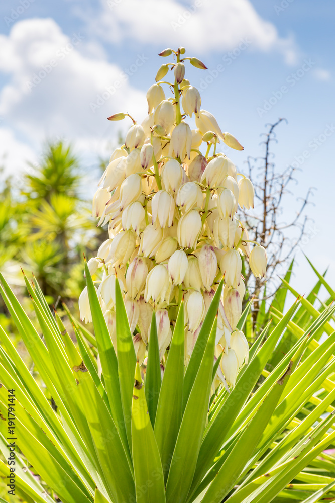 Yucca Filamentosa Stock Photo | Adobe Stock