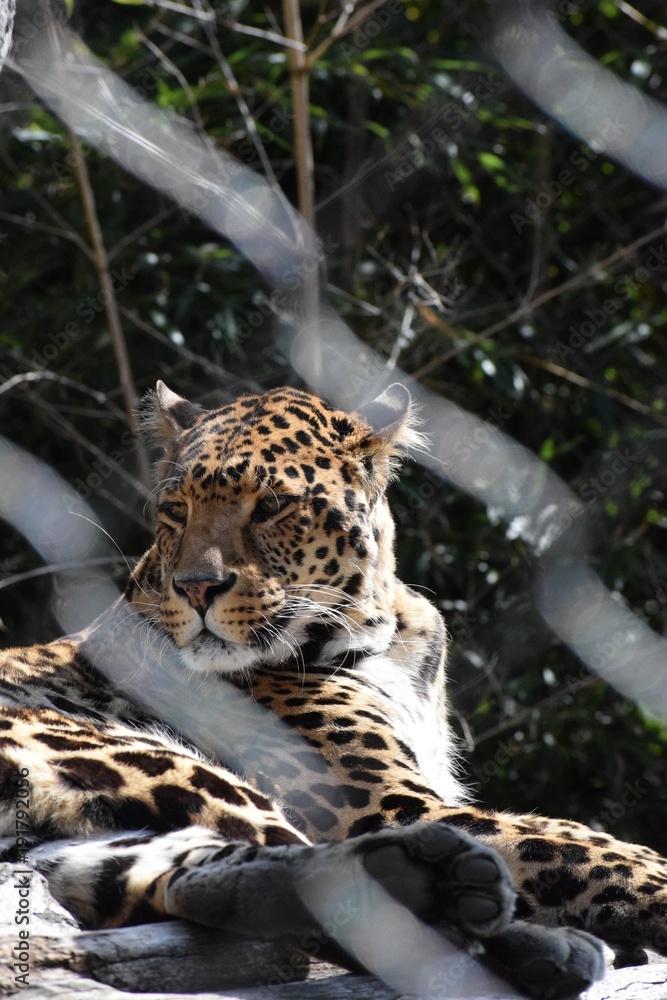 leopard, cat, animal, jaguar, wildlife, wild, mammal, predator, nature ...