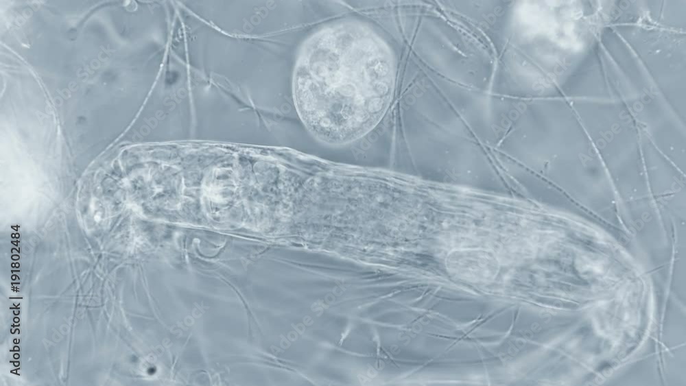 transparent microorganism under the microscope, with internal organs ...