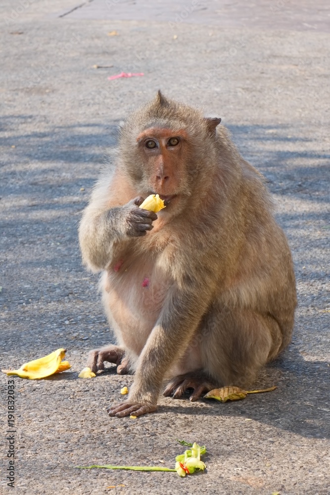 Fat Monkey Eating