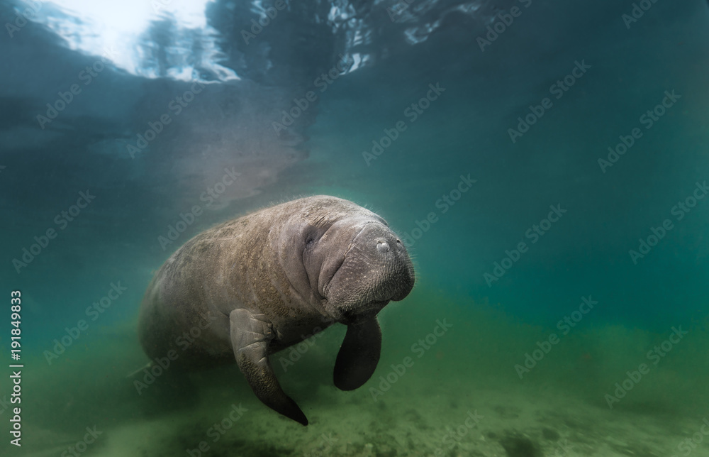 Manatee resting on bottom. Photographed near Crystal River Florida ...