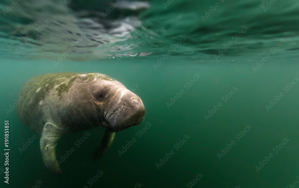 Manatee resting just below surface. Photographed near Crystal River ...