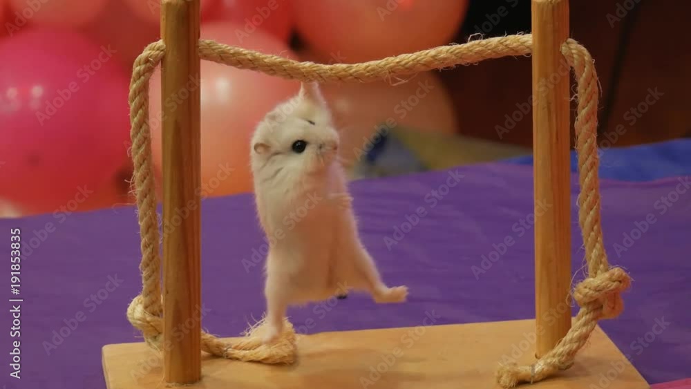 circus hamster on the crossbeam Stock Video | Adobe Stock