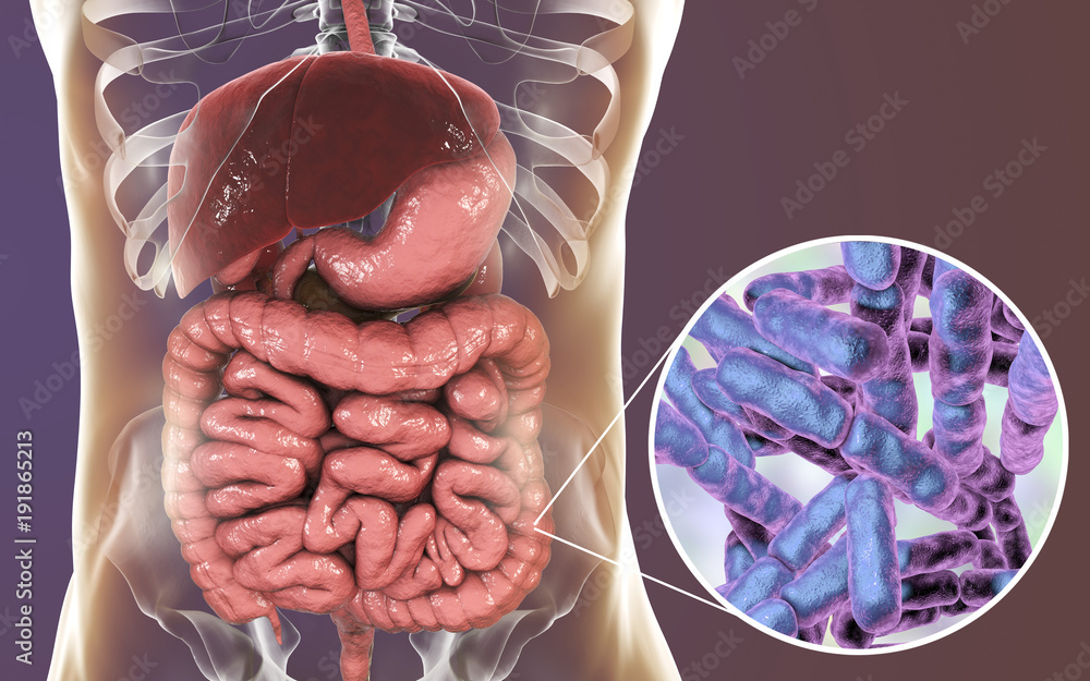 Normal flora of large intestine, bacteria Bidifobacterium, 3D ...