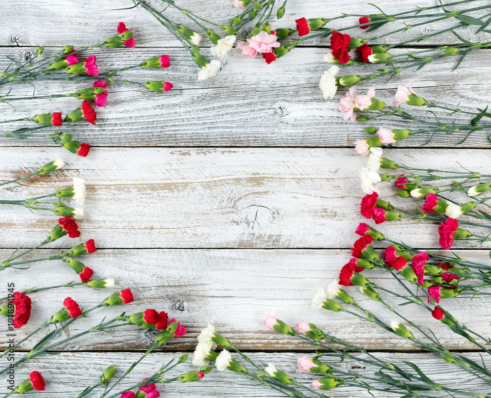 Colorful carnation flowers forming circle border on white weathered ...